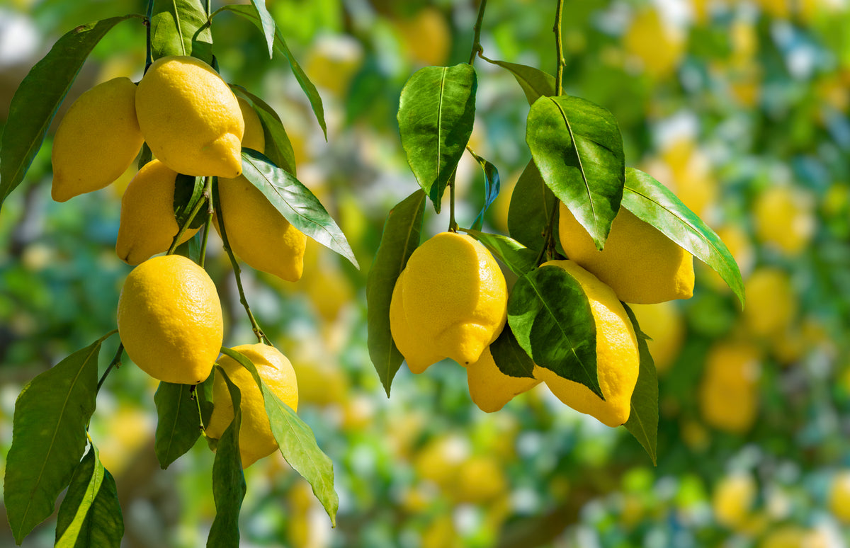 Lemons – Vedafitt